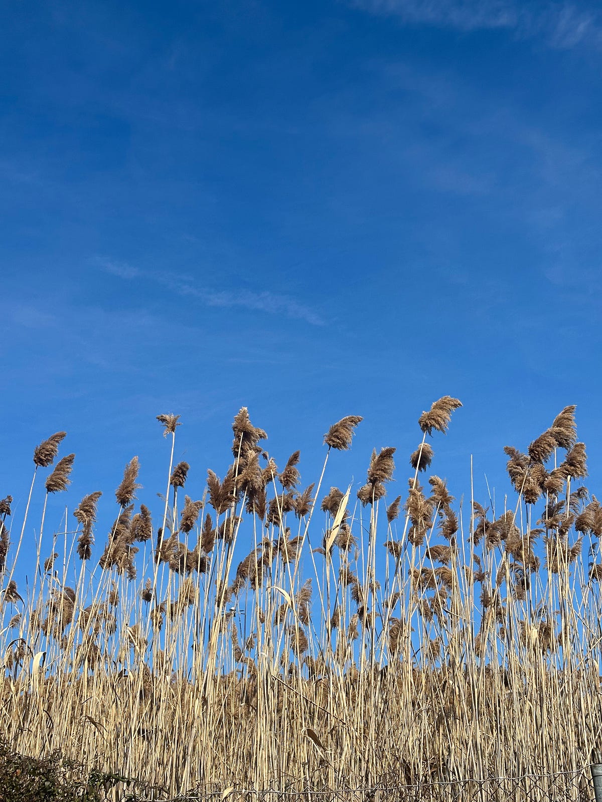 Like wheat stalks in the wind So I desire my love to be For self and ...