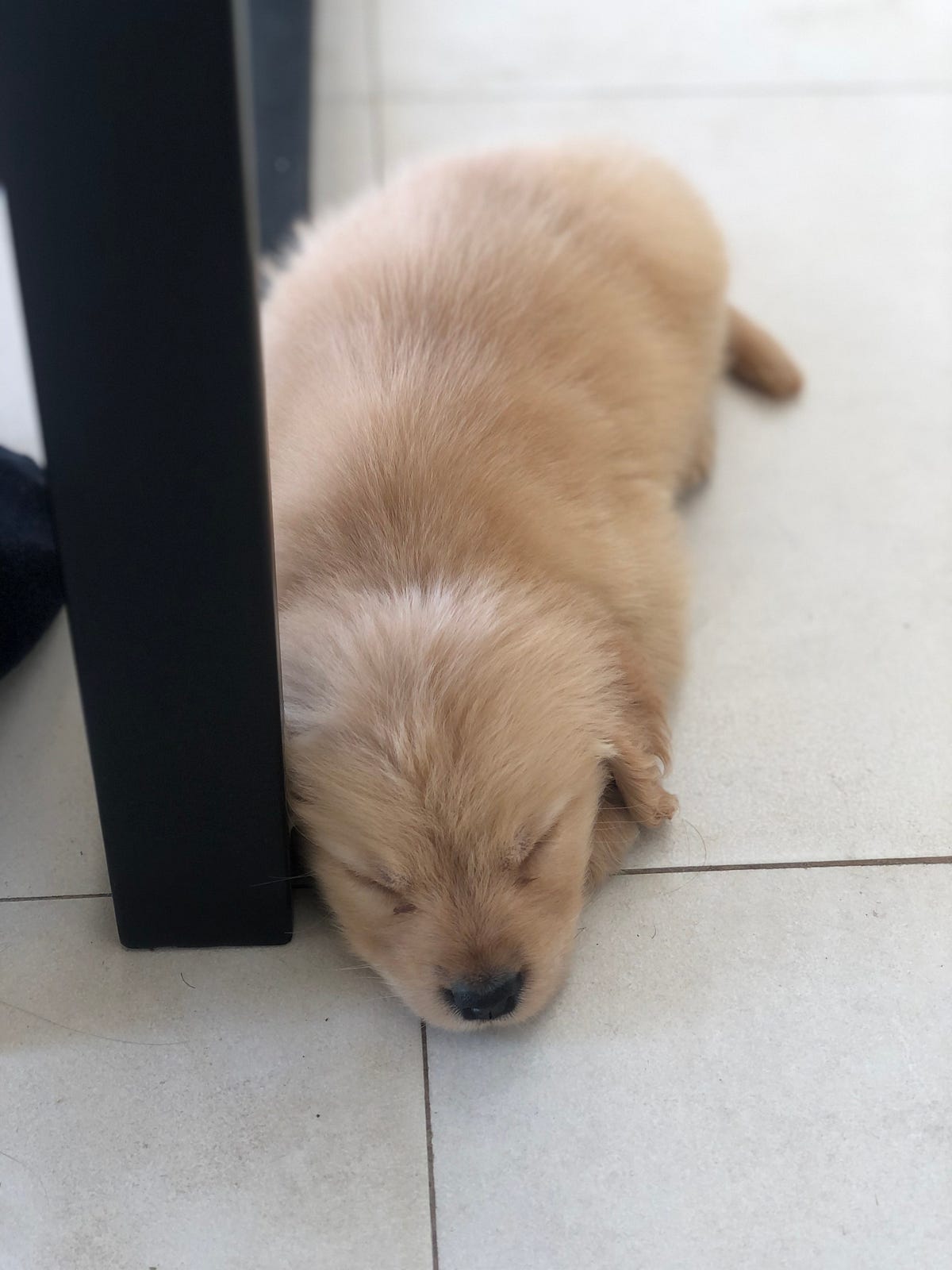 My First Puppy — The First Day of a New Adventure | by Proof of Health ...