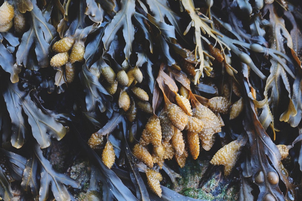 Seaweed and human brain development | by Dan Pardi | Splendid Spoon ...