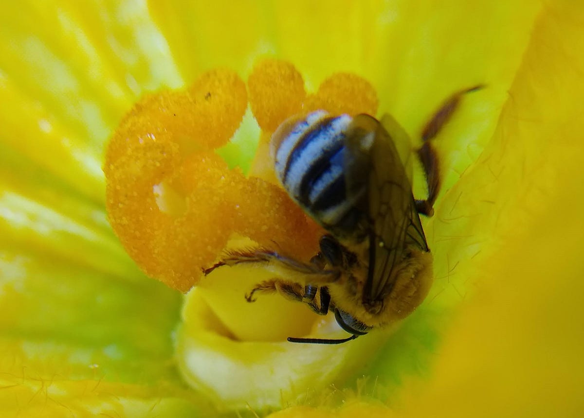 Bee of the Week — Squash Bee. If you’re an impatient squash grower ...