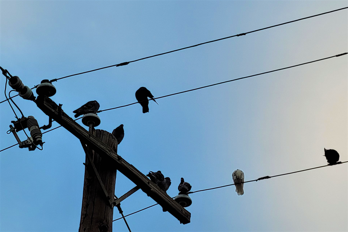 One Odd Bird. December Six Word Photo Story… | by K. Barrett | For Awe ...