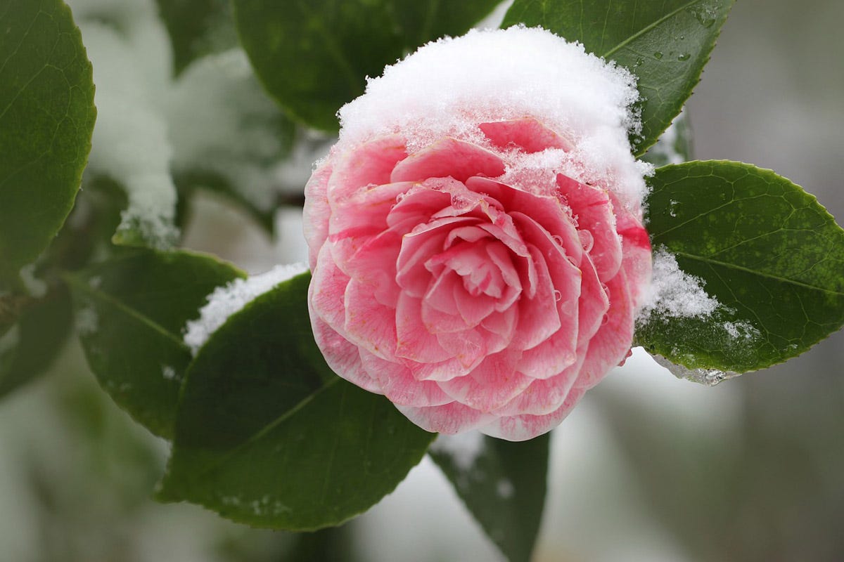 The Ultimate Guide to Cultivating Stunning Camellia Blooms | by Val ...