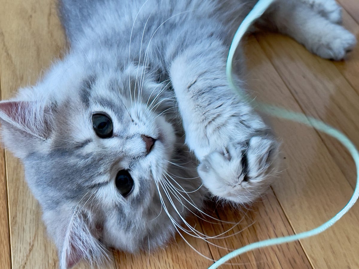 My Little Muffin. On the journey to becoming a cat lover | by Randy ...