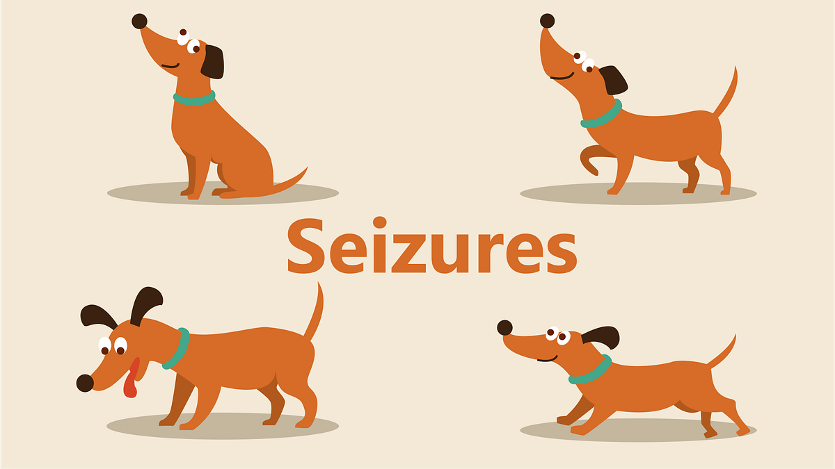 Seizures in dogs : Symptoms and Management | by PupFe Petcare | Medium
