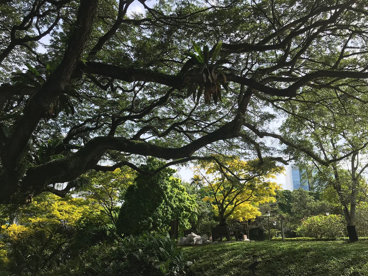 Interview with a Rain Tree. Heritage trees of Singapore | by Anna ...