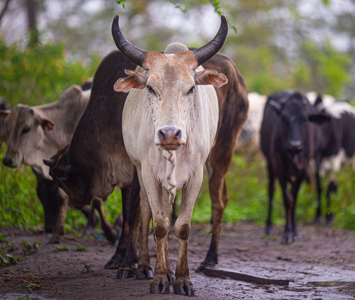 ZEBU. He and the others had no idea That… | by Maureen McConaghy | Apr ...