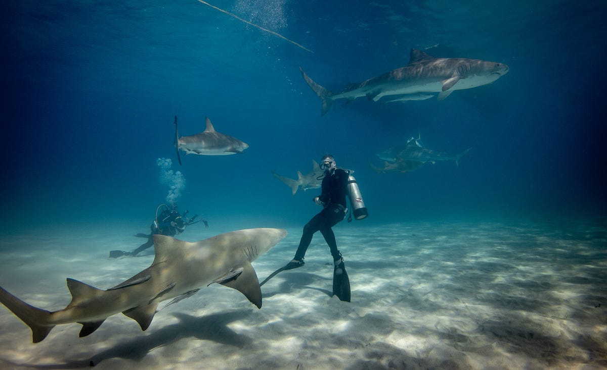 2021 Entry-level Scuba Diving Certifications in the USA: The fall ...