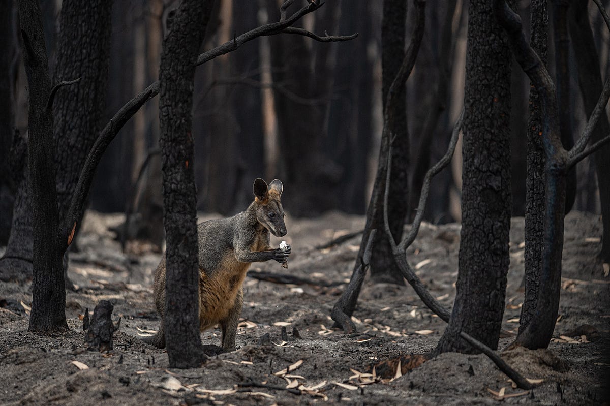 Seeing Ourselves in Others: Anthropomorphism in Animal Photojournalism ...
