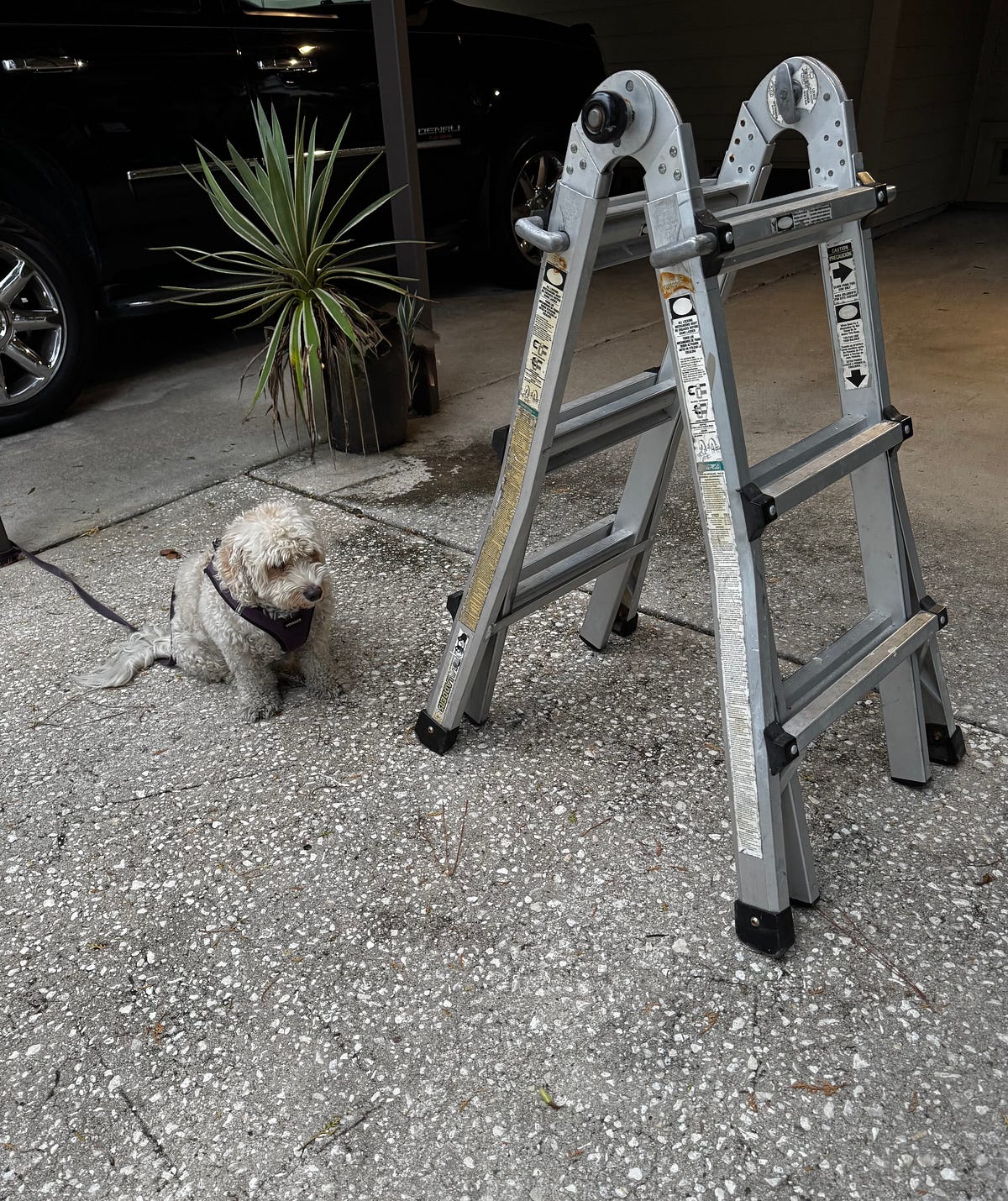 A Dog and His Ladder. Luther shares another tale and composes… | by ...