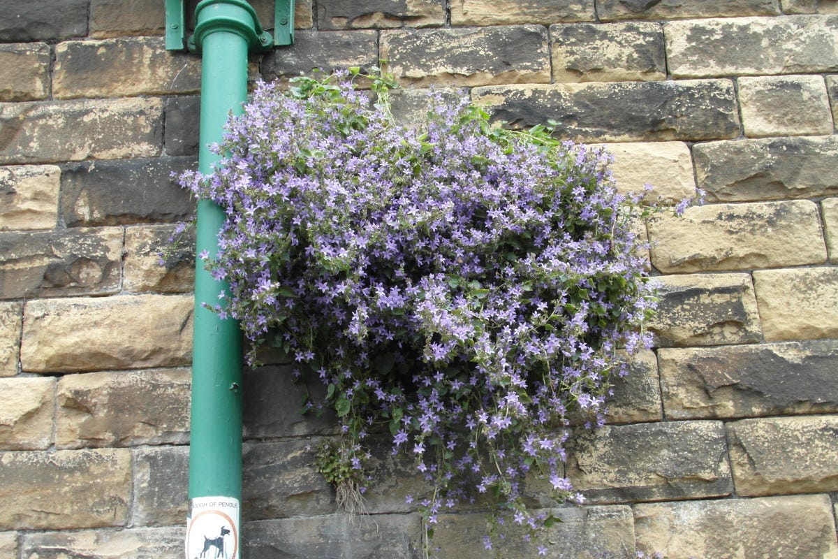 Reality of a wallflower. Wallflowers are true warriors of the… | by Meg Vajjala | Jun, 2025 | Medium