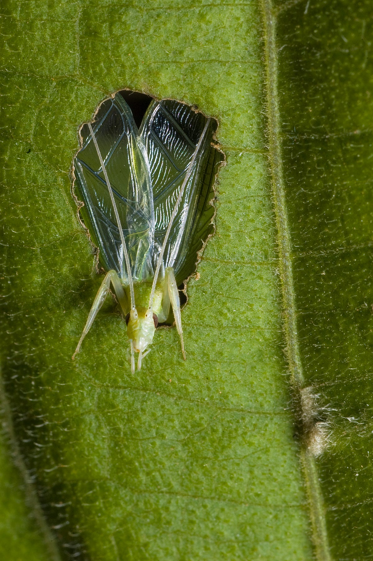 How to make the perfect baffle — an insect’s guide | by eLife | Life on ...