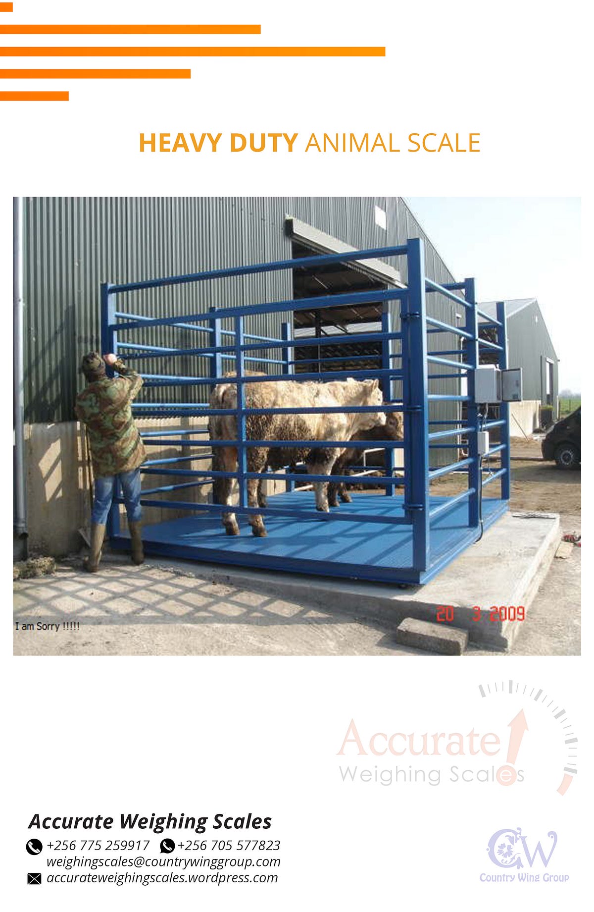 · cattle weighing scale with manual head gate from a certified supplier ...