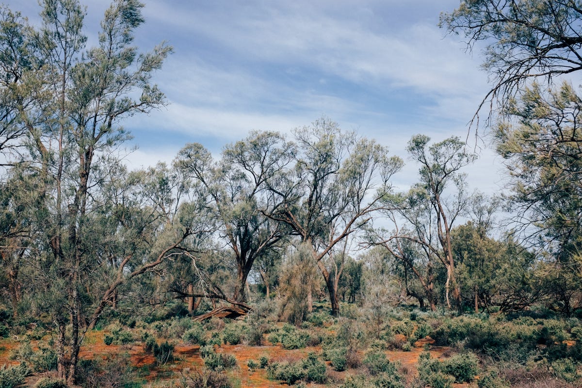 Mallee Country Meets Art and Clay. | by Dr John Frederick Rose ...