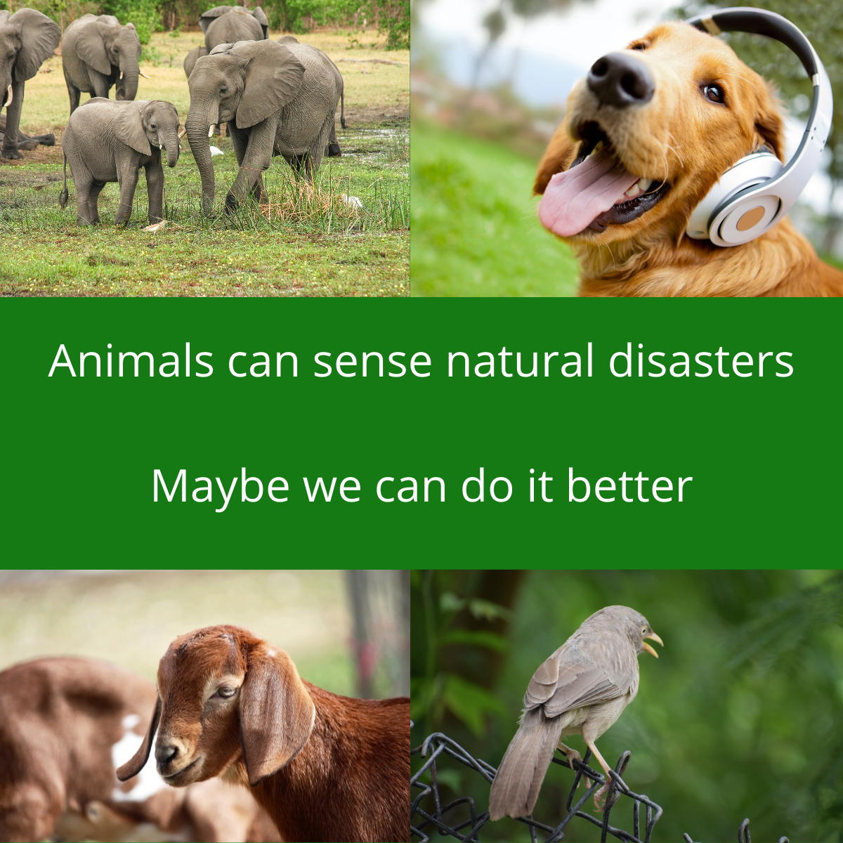 Dogs to predict earthquakes and birds for tornadoes | by Gopala ...
