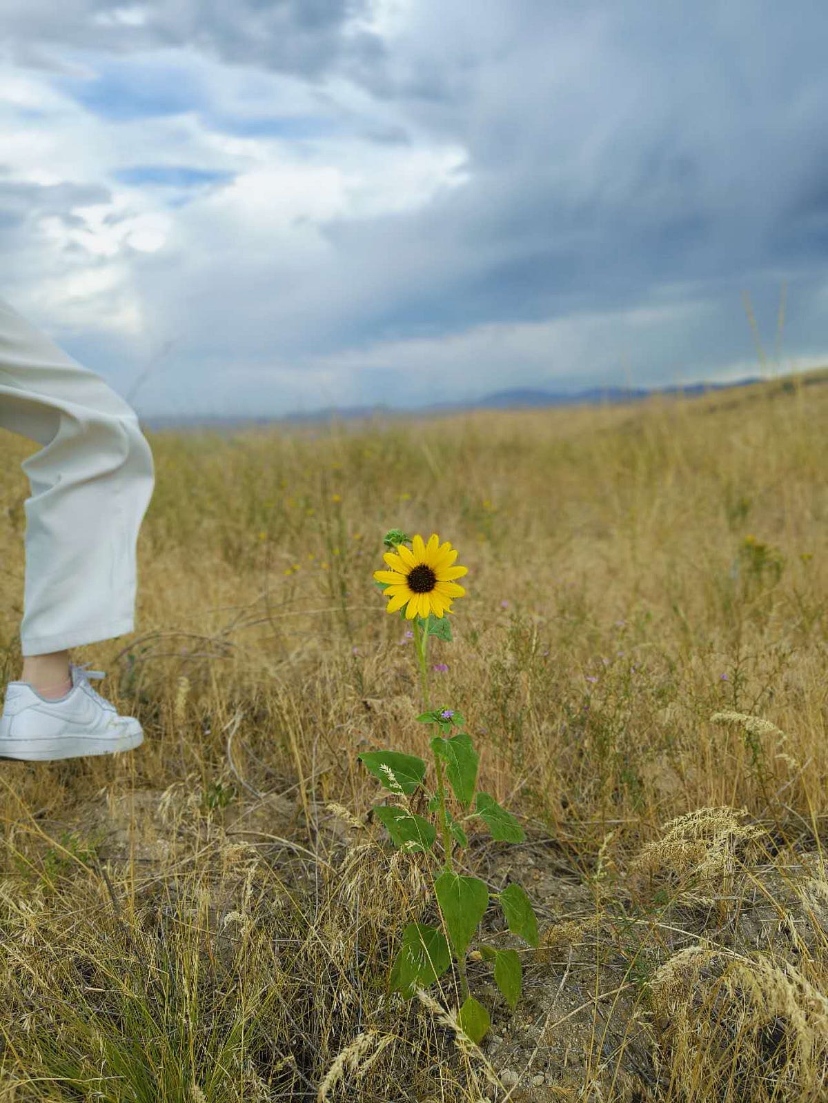The Growing Years. I see life through the lens of a plant… | by Kaymi ...
