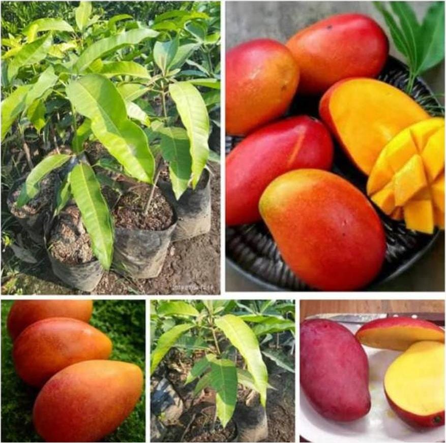 Bibit Mangga Garifta Merah Banjarnegara | by Jogokaryo Gardener | Medium
