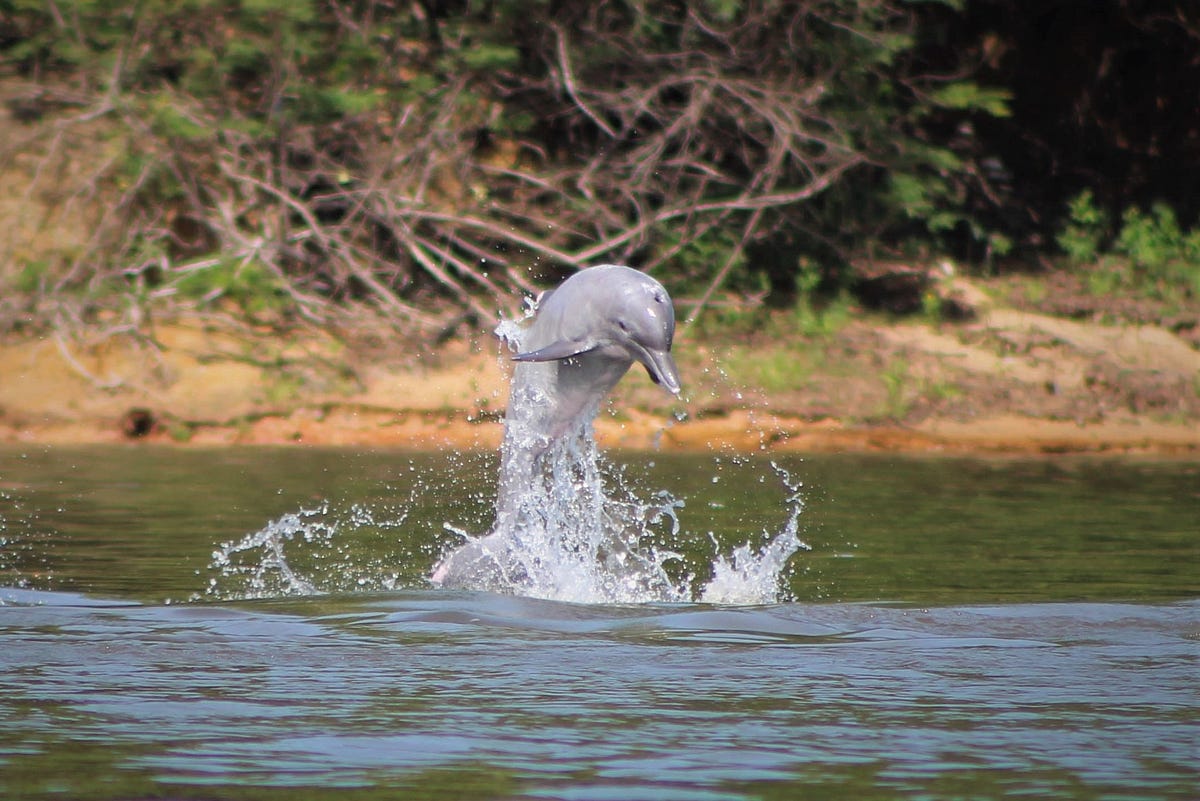 Dream fulfilled: World Coming Together for River Dolphins and their ...