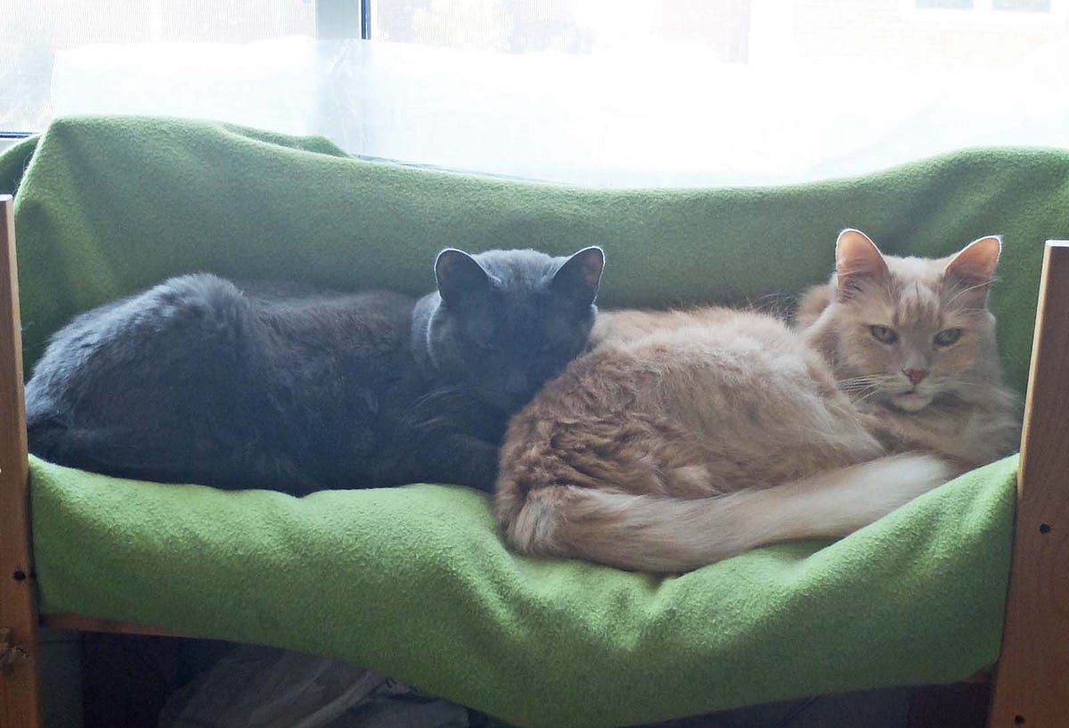 March First Cats. Although there is still snow outside… | by Louise ...