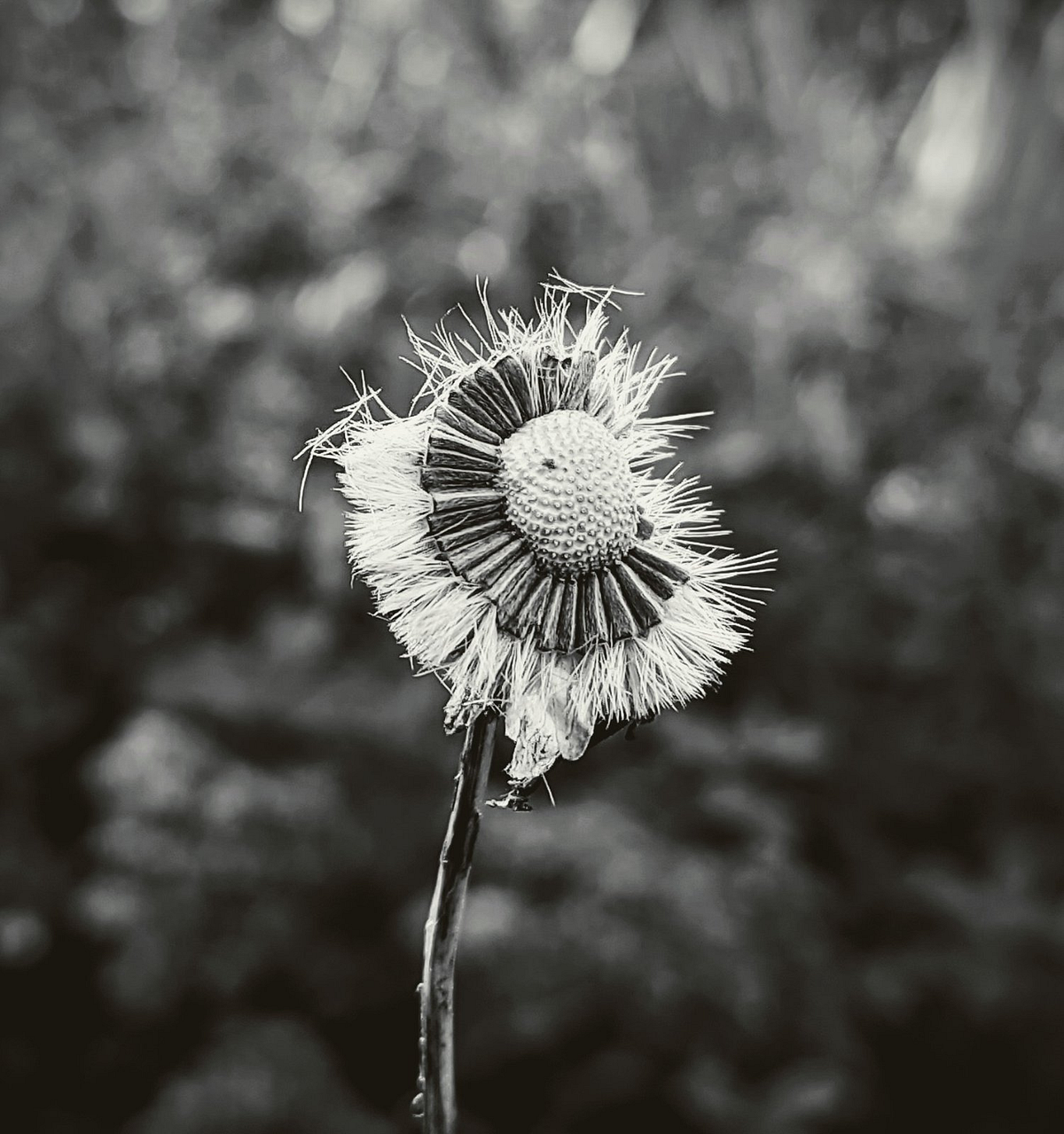 No Reason. Free verse | by Iva Hotko | Literary Impulse | Medium