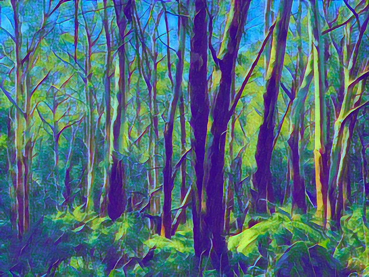 Telling the Bees: Chapter 1. A Walk in the Woods | by Steve Fendt ...