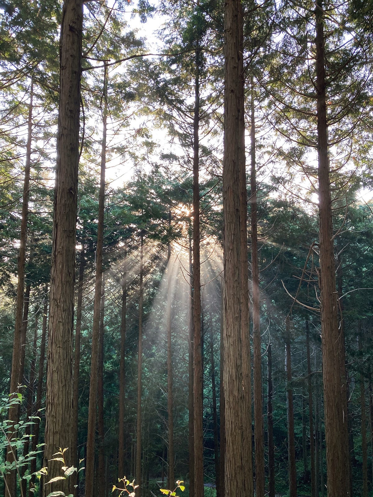 The Groundwork for Speaking and Reading Truth | by 自然崇拝 with Nature ...