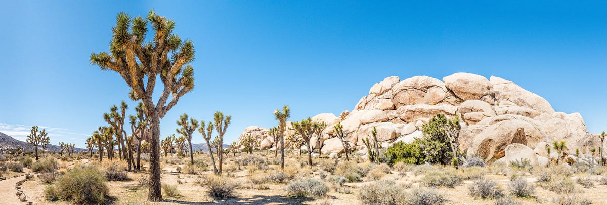Joshua tree self-guided tour | Actiontourguide.com - Actiontourguide ...