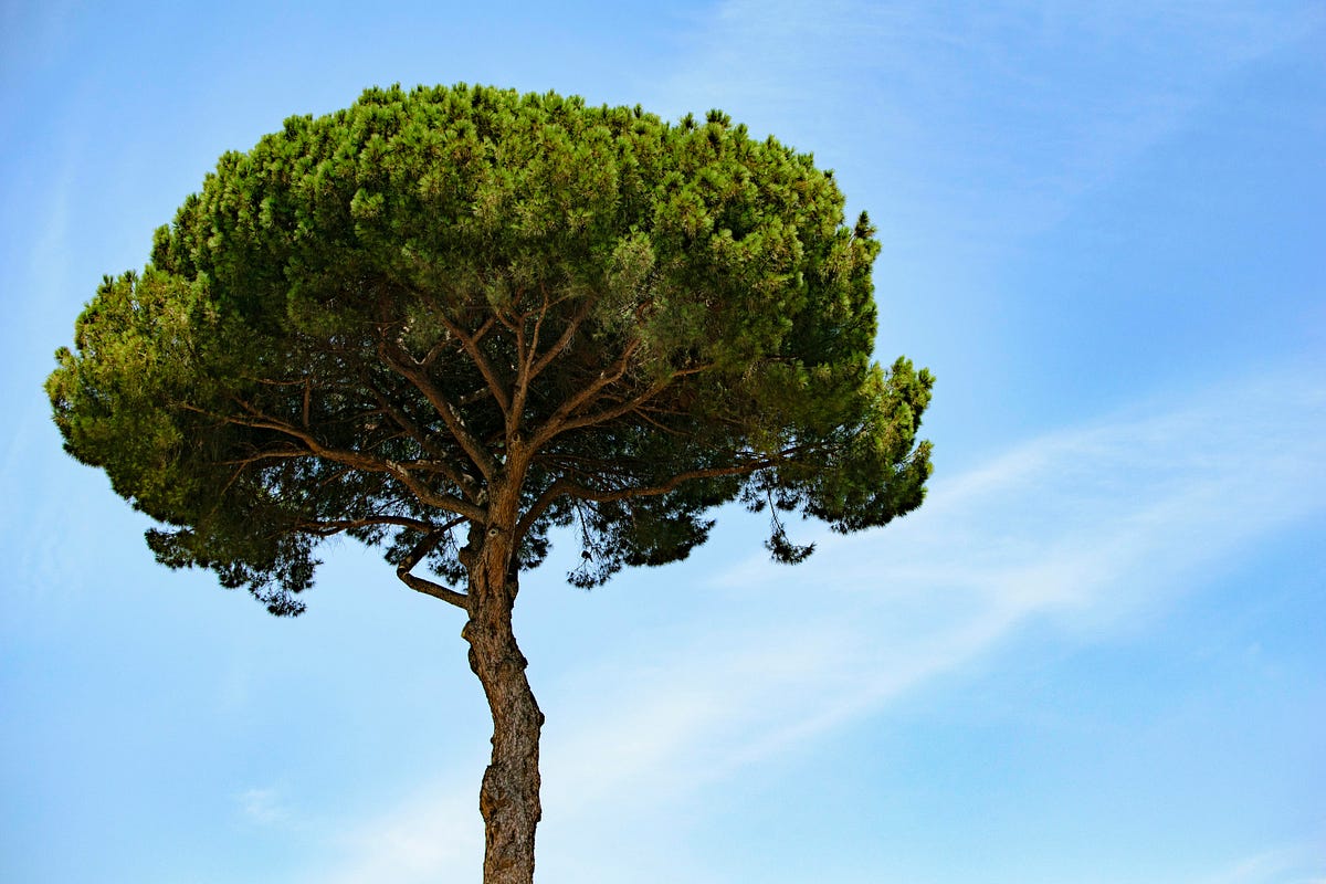 The Coding Equivalent of Planting a Tree? Open Source for Sustainable ...