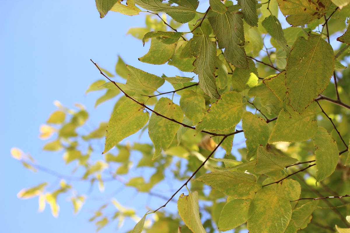 Leaves and Sun | by Trace Salzbrenner | Trace Alan Photo | Medium