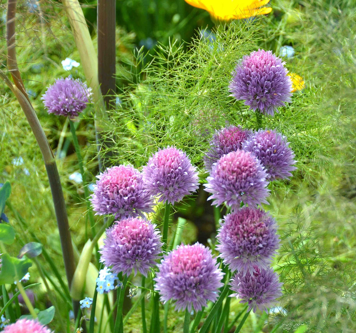 Chives (Allium schoenoprasum). These are hardy perennials. This easy ...