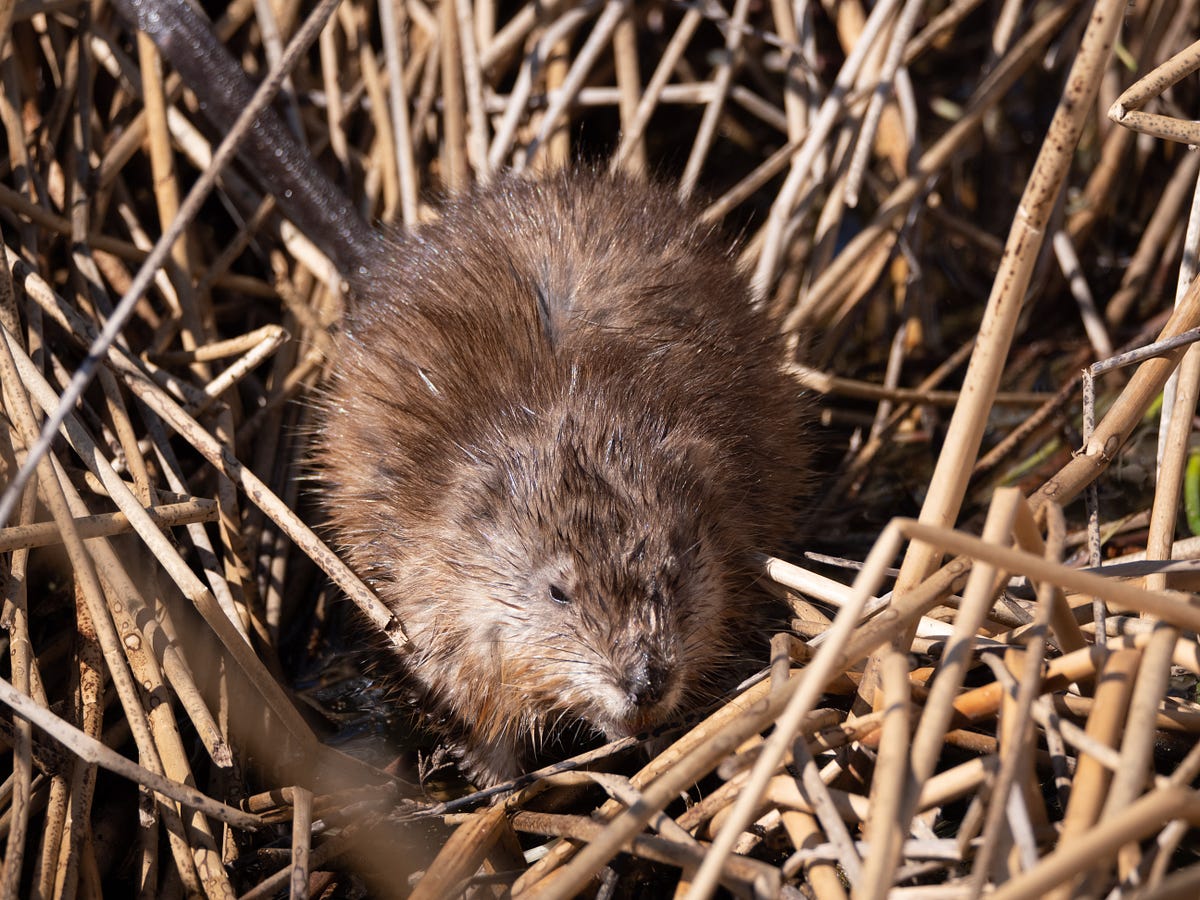 Musk Is A Rat. And at least as full of excrement as he… | by Randy ...
