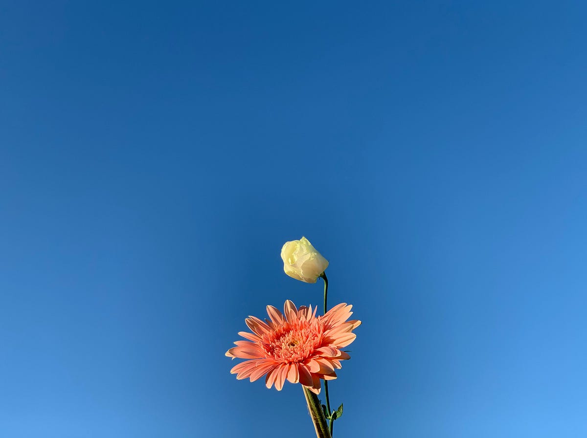 Love or Affection?. Life Savior Thoughts! A medium that… | by Life Savior Thoughts | Medium