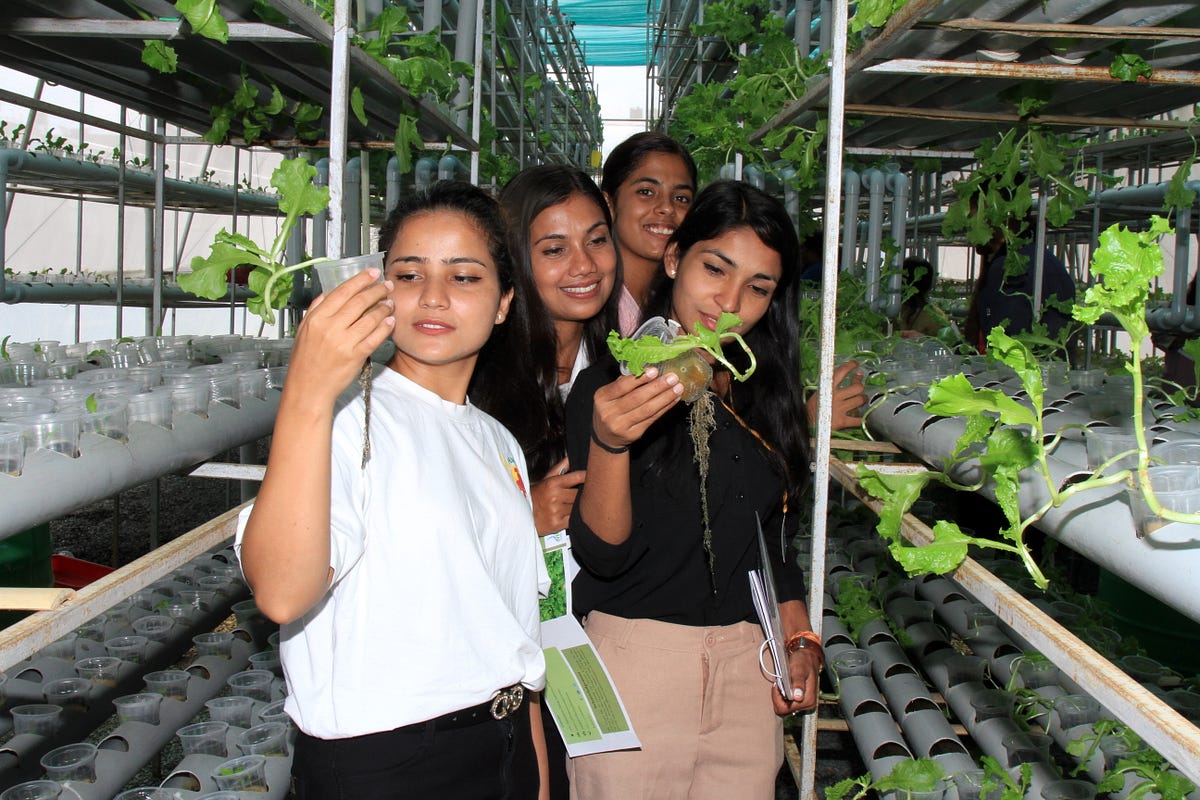 Hydroponics: Paving the Way for Urban Self-Sufficiency | by Biddhyapandey | Oct, 2023 | Medium