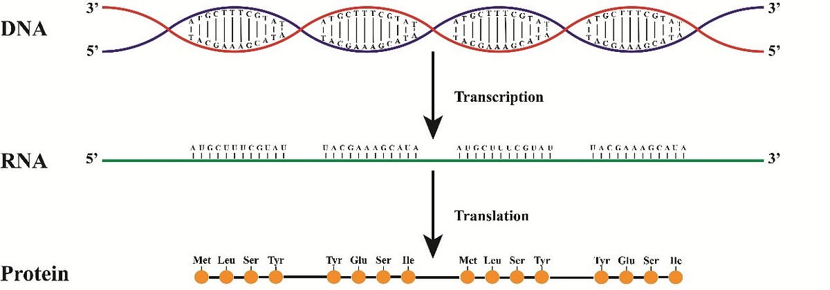 Recombinant Protein Expression Lab Kit 1 | by Silin Liu | Medium