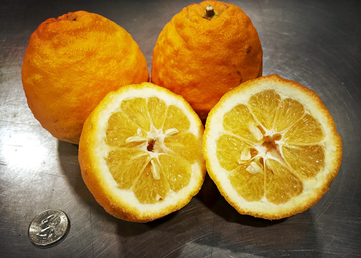 Sour, But Loved Anyway. It is Seville Orange season in… | by Timothy ...