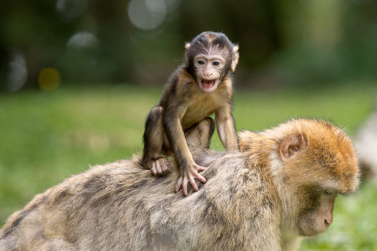 Biologists Just Named A New Monkey Species That Pee On Each Other After ...