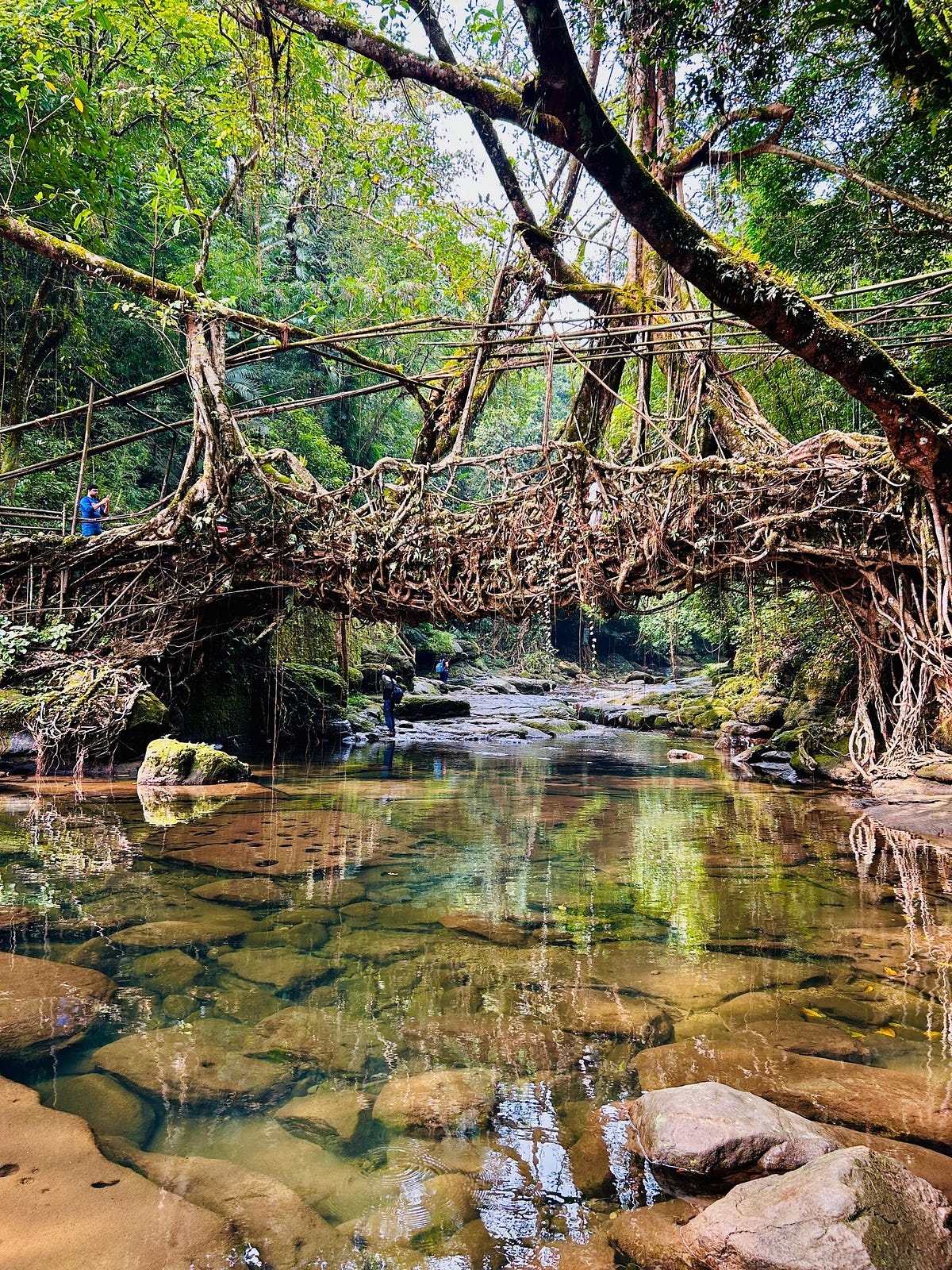 Have you ever seen a bridge that’s alive? | by Curiosity Corner | May ...