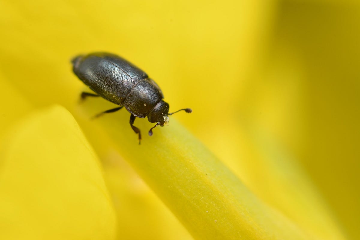 ‘Intelligent traps’ and flower strips could help tame oilseed rape pest ...