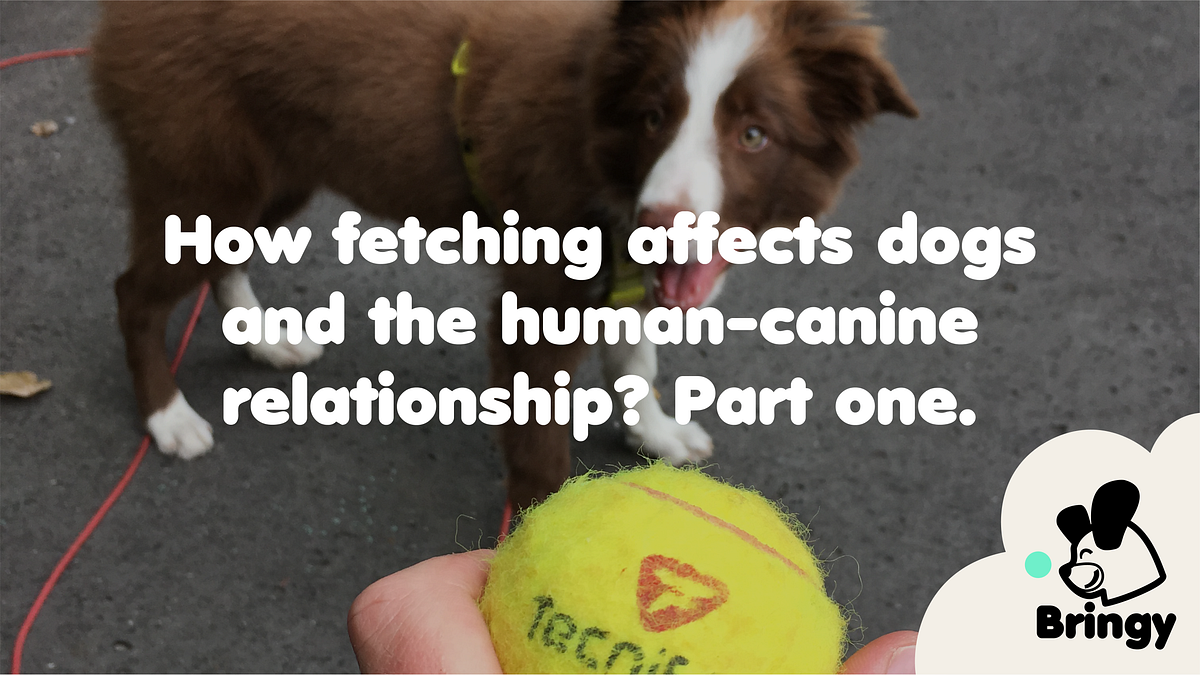 How fetching affects dogs and the human — canine relationship? Part #1 ...