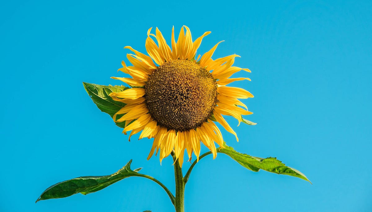 Sunflower Mind. Beyond the mind-body duality | by Serge Prengel ...