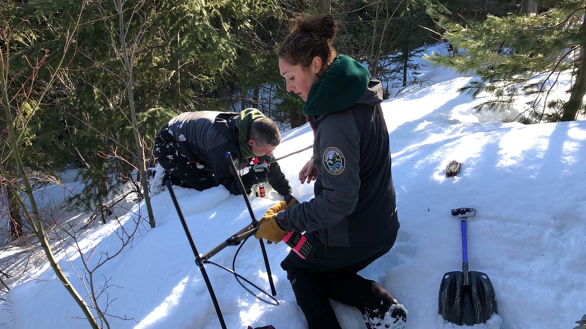 Visiting bear dens — a day in the life of Washington’s bear biologists ...