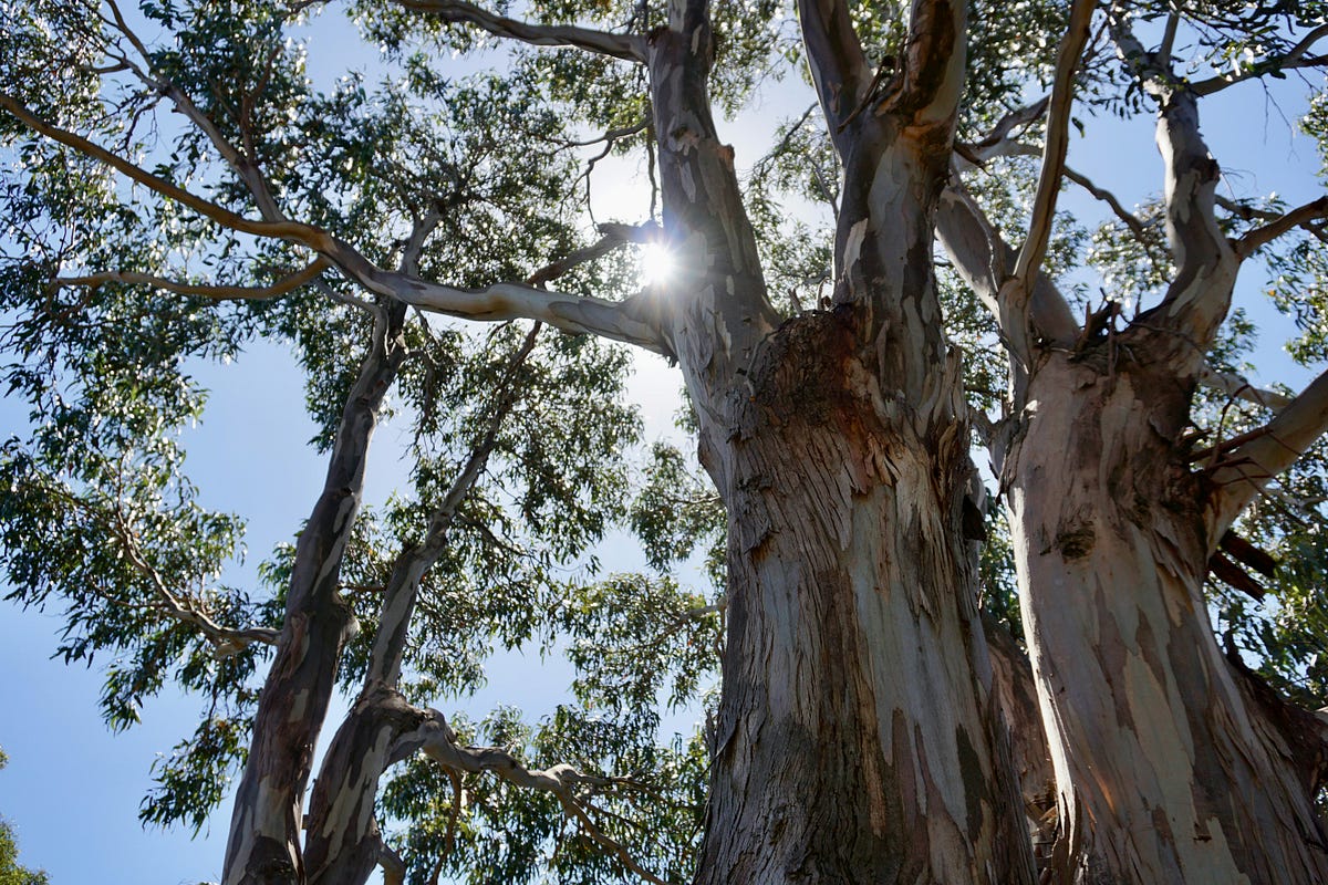 These Trees Taught Me Oneness In An Unforgettable Moment | by Linh ...