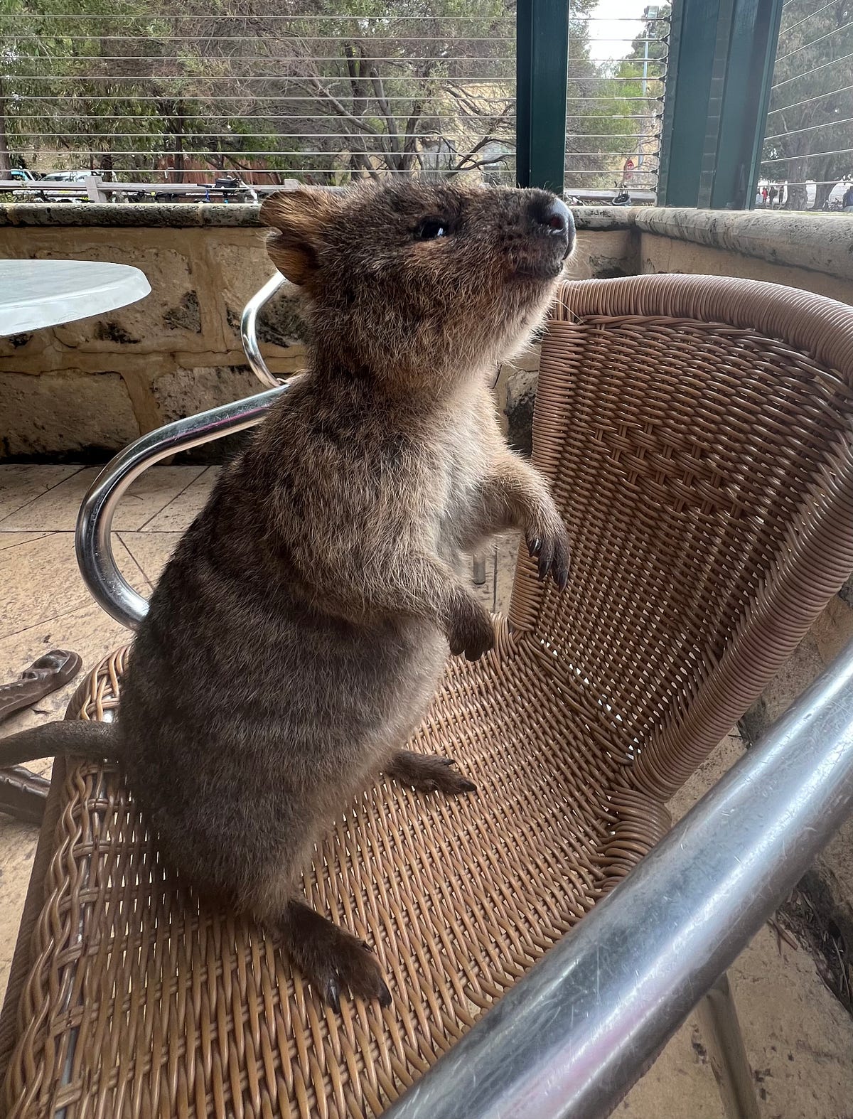 Hungry Quokka. August Six Word Photo Story Challenge… | by Sandi ...