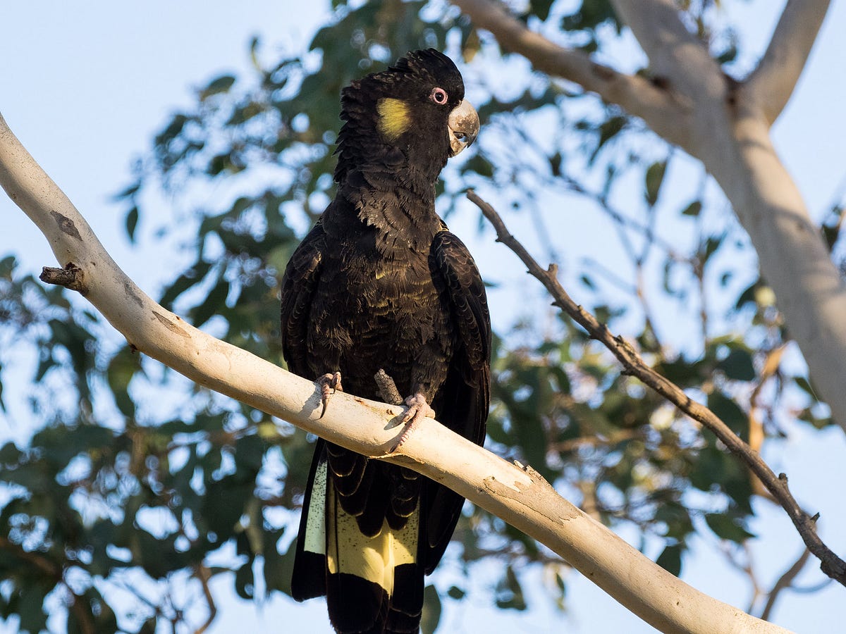 Homeless Black Cockatoos - mondo | Literary Impulse