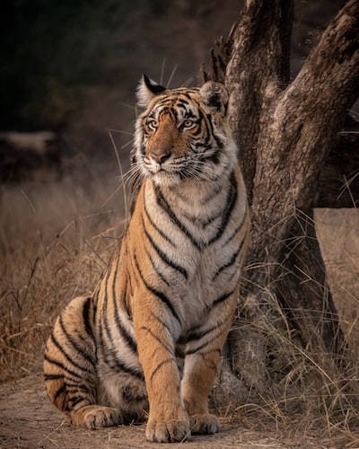 Tigers 🐯 - Thiliksh Vj - Medium