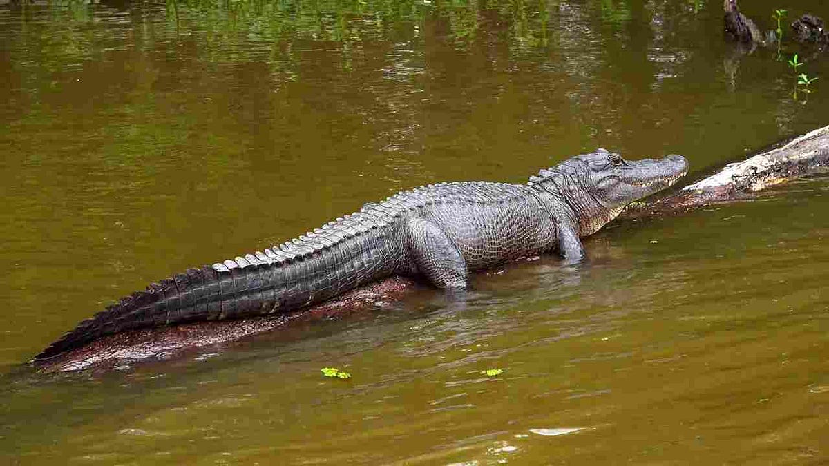 Can Crocodiles and Alligators Mate? | by Swampfeverairboatadventures ...