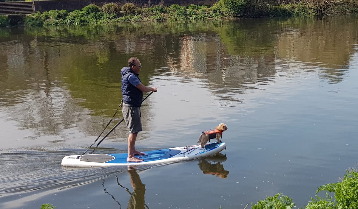Have Dog, Will Paddleboard. A sight to make you smile | by Ella Read | Gardening, Birding, and ...