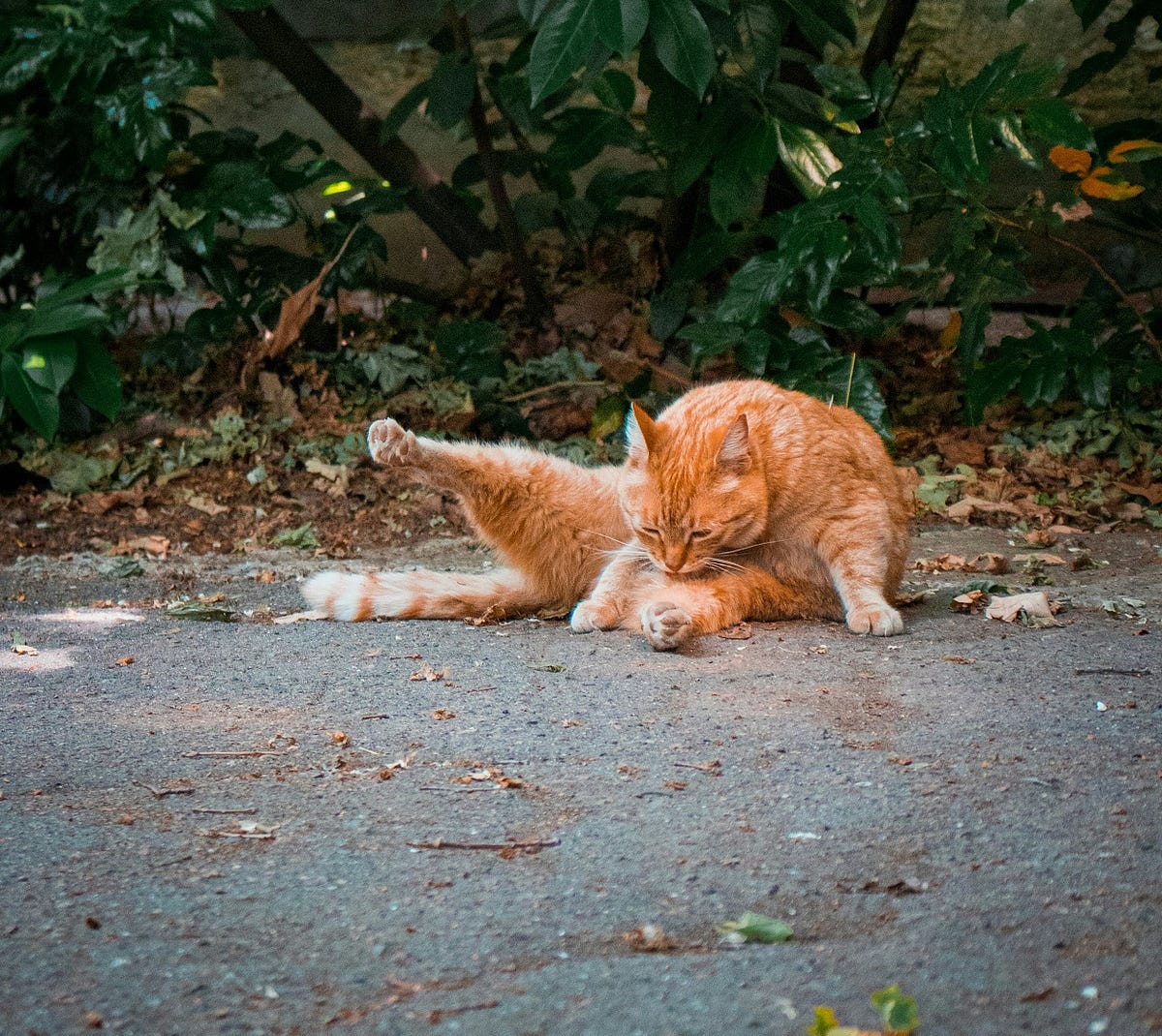 Reincarnation? Sign Me Up for House Cat Duty | by Ministry of Meow | Medium