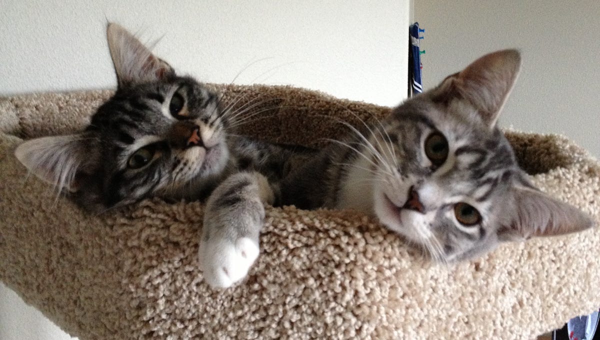 How We Ended up With the Best Cats Ever | by Dakota Duncan | Catness ...