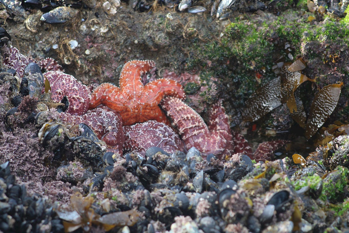 How Human Ingenuity Is Saving the Sea Star | by Melisa Holman | The New ...