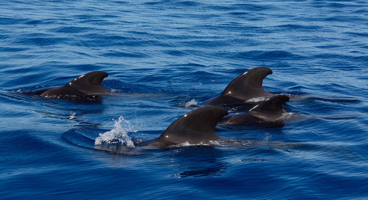 Animal Fact File: Pilot Whale. Pilot whales are a species of large ...